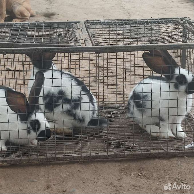 Крольчата Строкач(нпв)французский баран