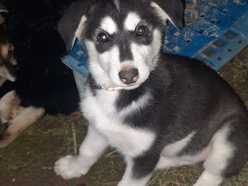 Собаки бесплатно