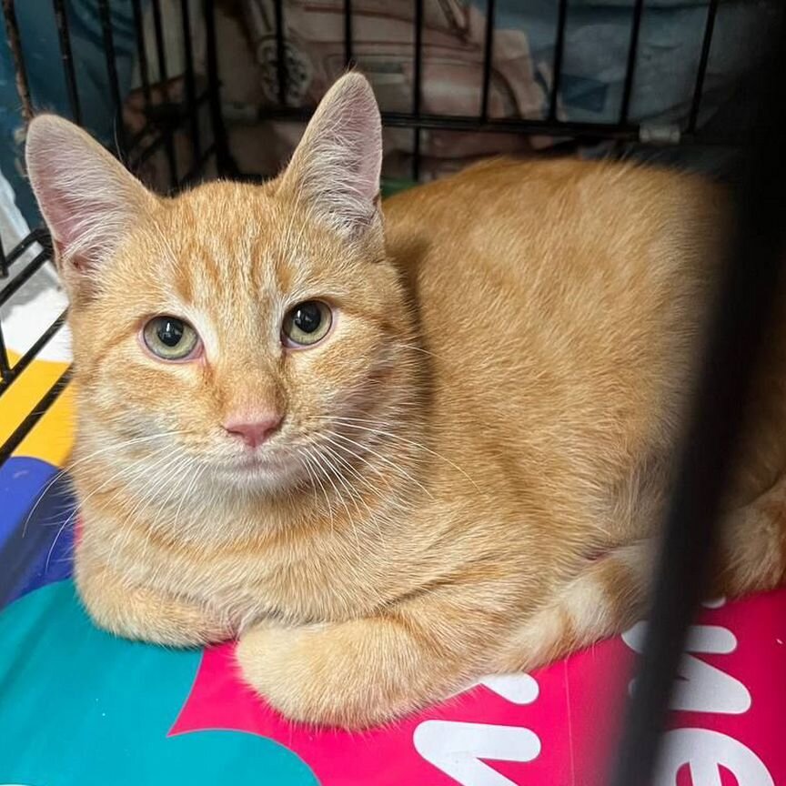 Рыжий котёнок мальчик 5,5 месяцев