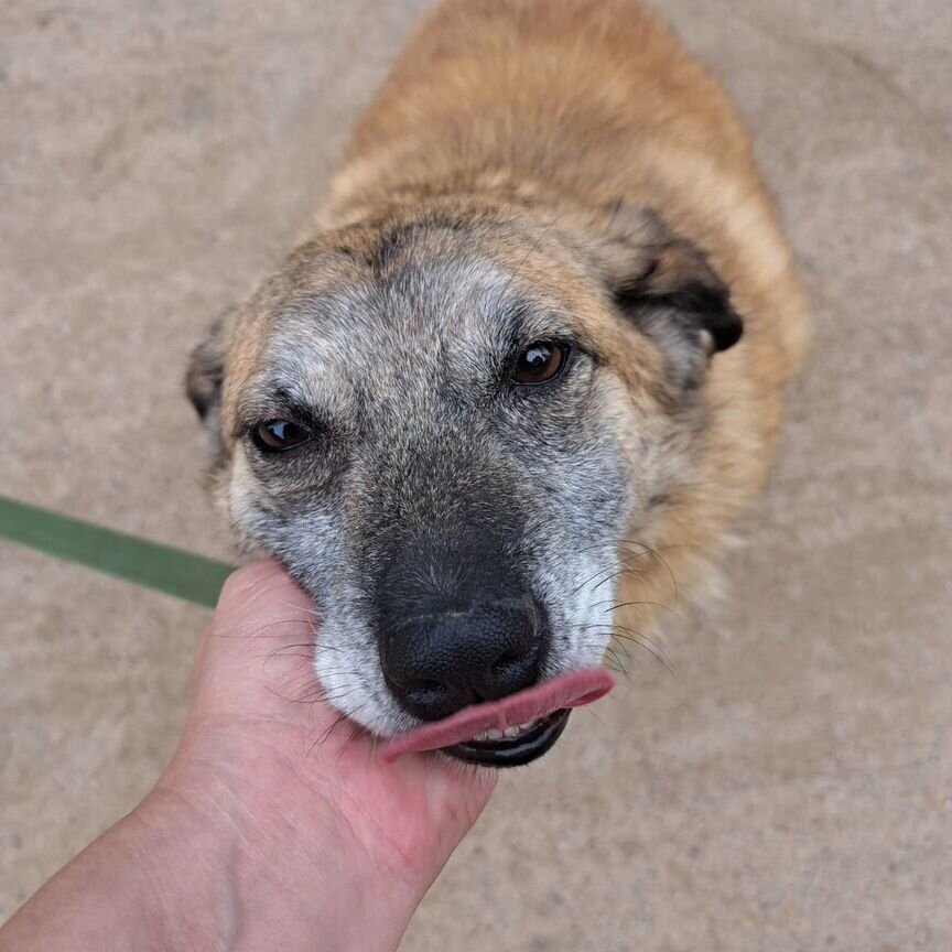 Собака в добрые руки