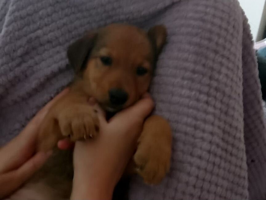 Отдам щенков