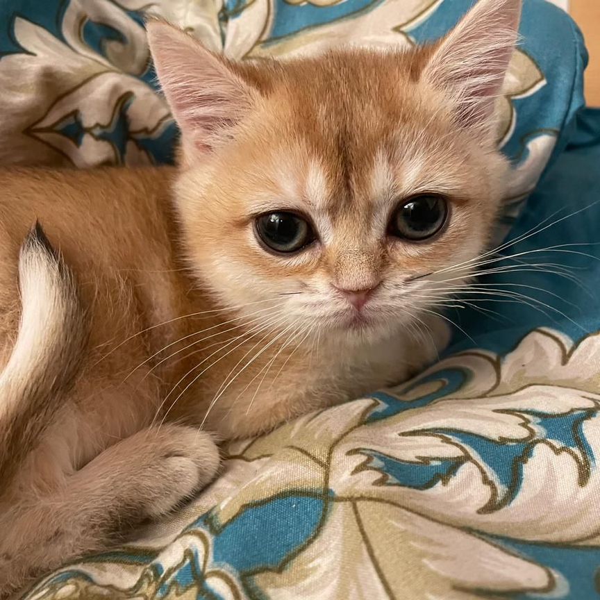 Британские котята золотая шиншилла