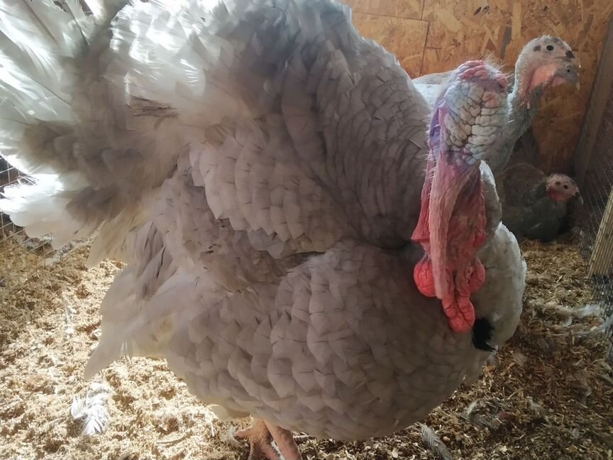 Индюки Лавандовые
