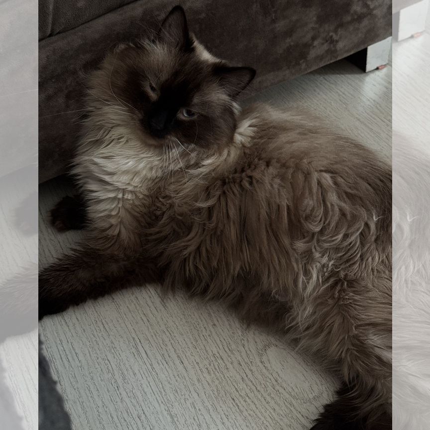 Невский маскарадный, взрослый кот