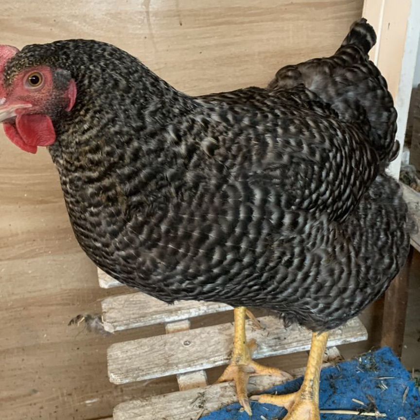 Инкубационное яйцо гриз бар