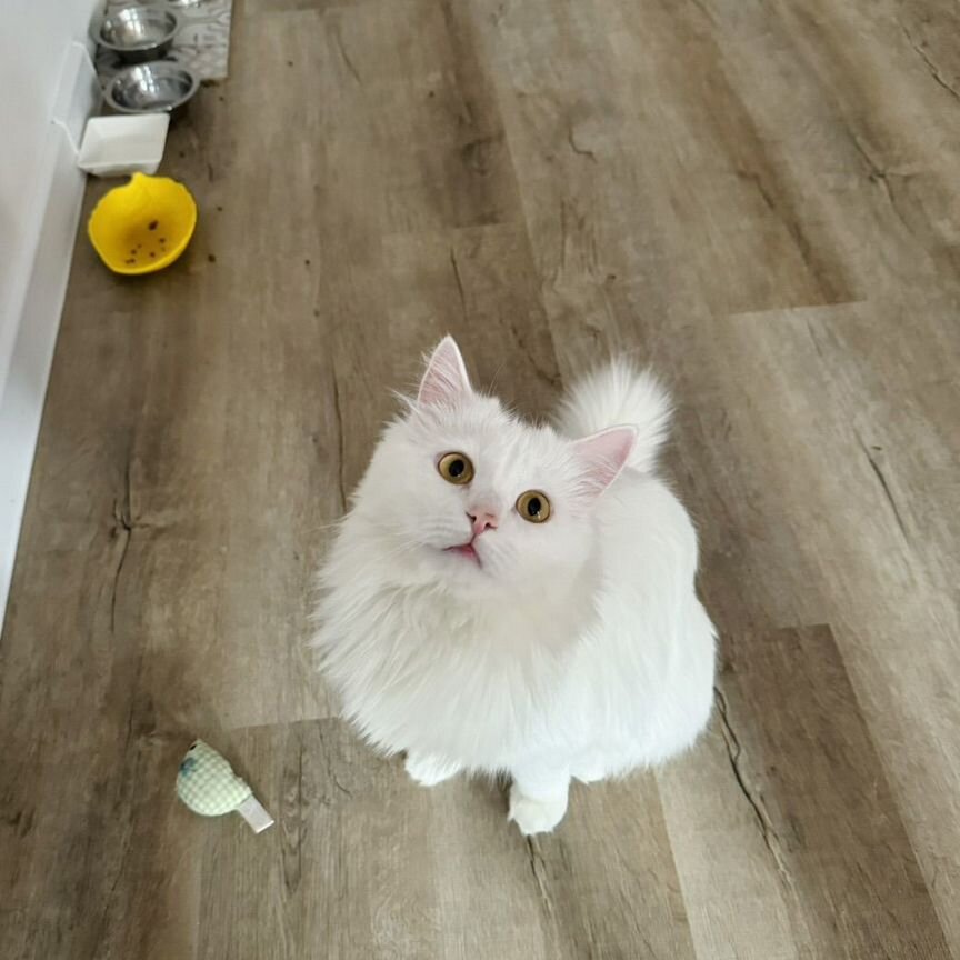 Кот в добрые руки