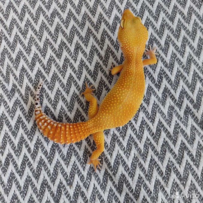 Продаю эублефаров