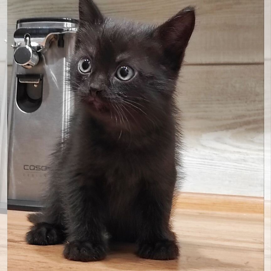 Котёнок в добрые руки