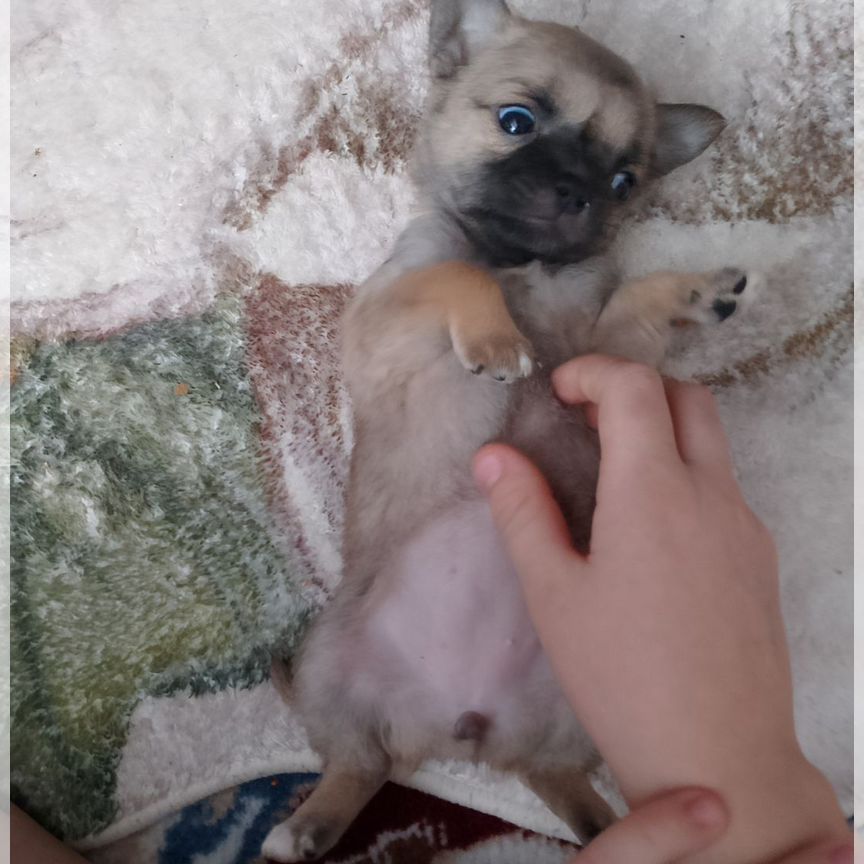 Русский той-терьер, щенок