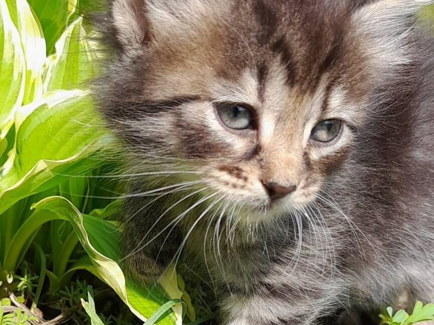 Пристрою котенка