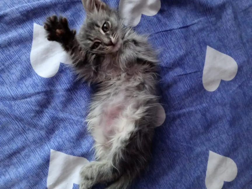Котенок находится в крайне тяжелом состоянии. Help