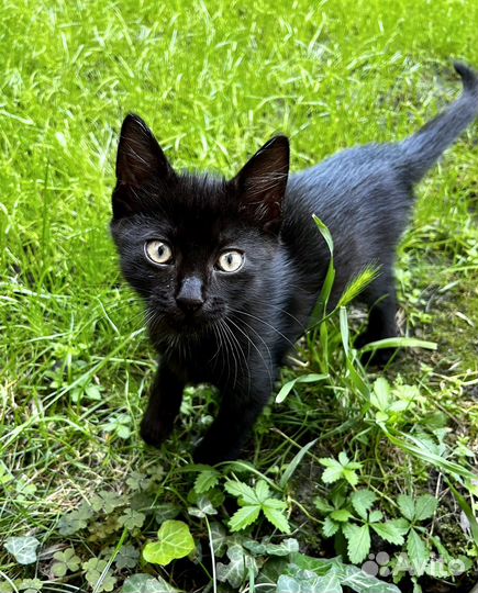 Кошка