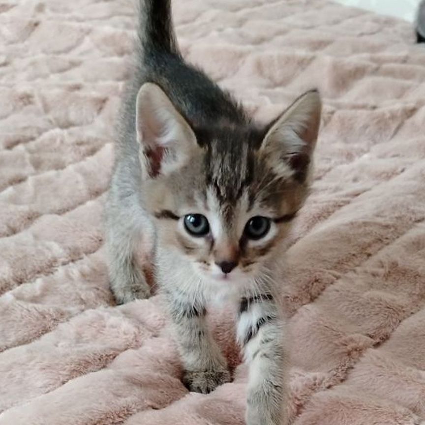Котенок Туся
