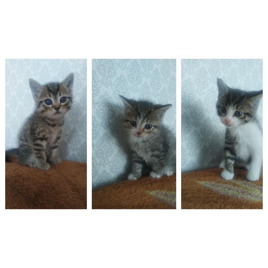 Отдам котят 1,5 месяца