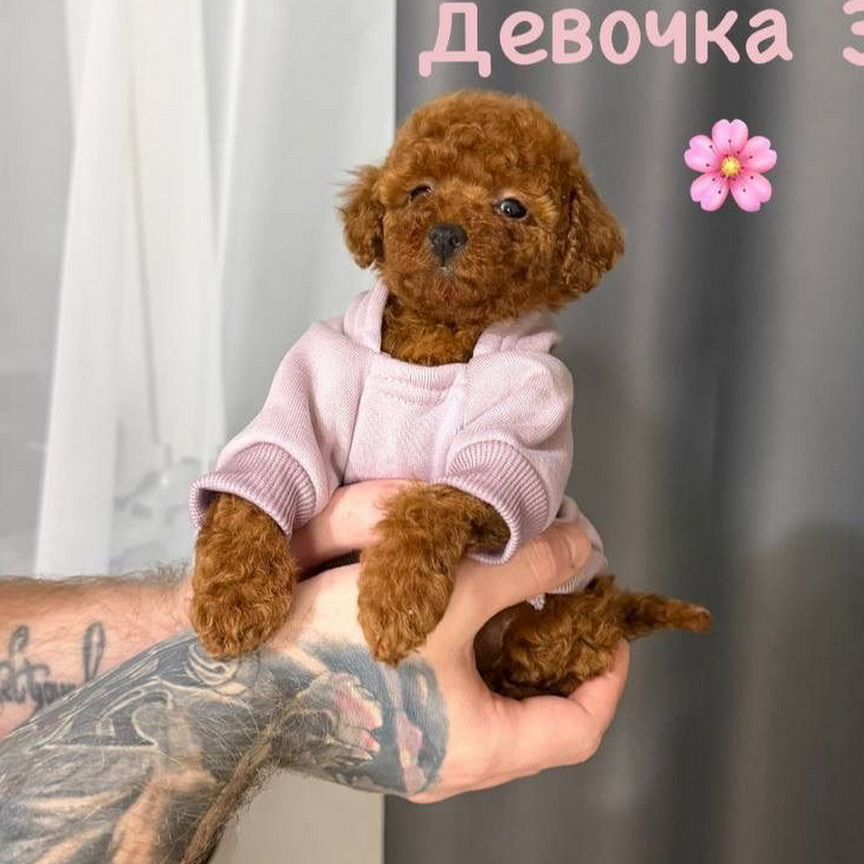 Той-пудель, щенок