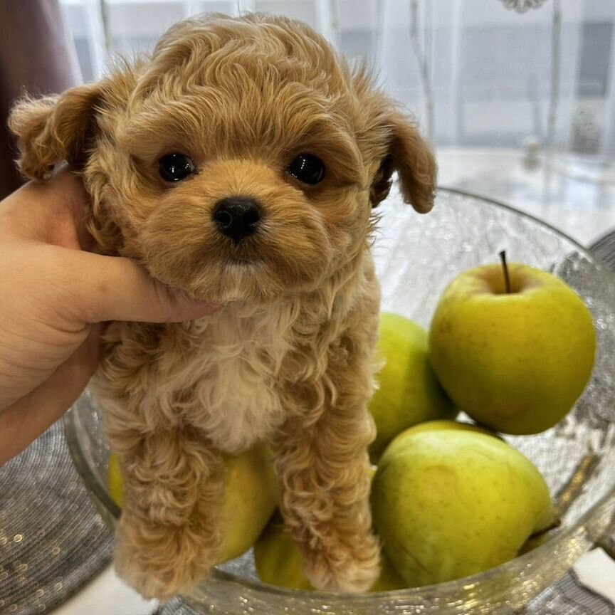 Эксклюзивные щенки мальтипу корея/китай