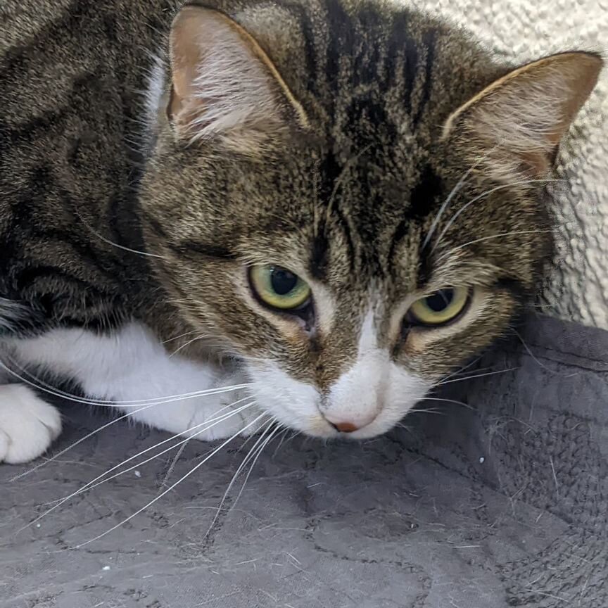 Тайра ищет дом