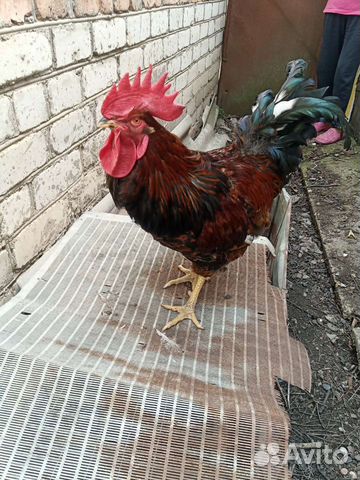 Петух кучинский