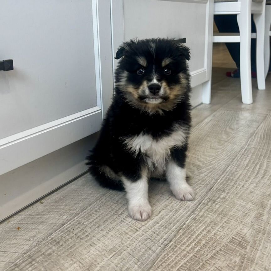 Щенок в добрые руки