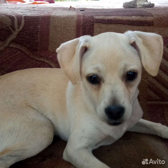 Щенок чихуахуа девочка 4 месяца