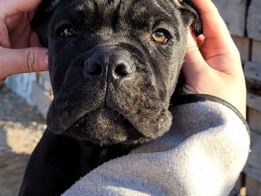 Кане Корсо Щенки