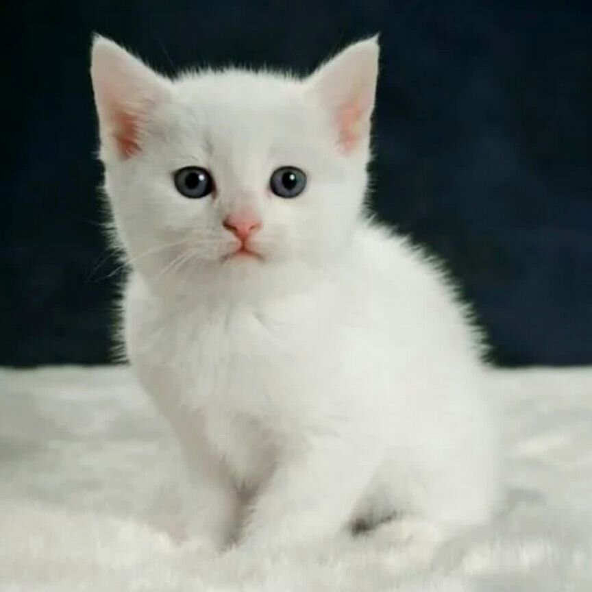 Белые котята скоттиш страйт