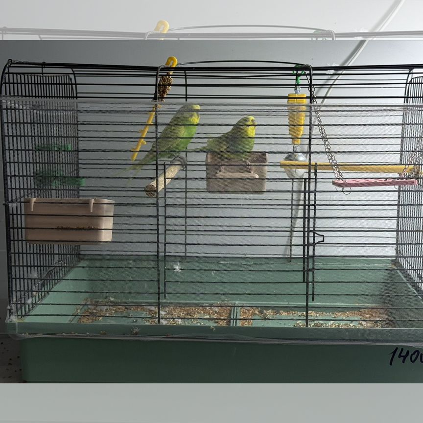 Попугаи с клеткой