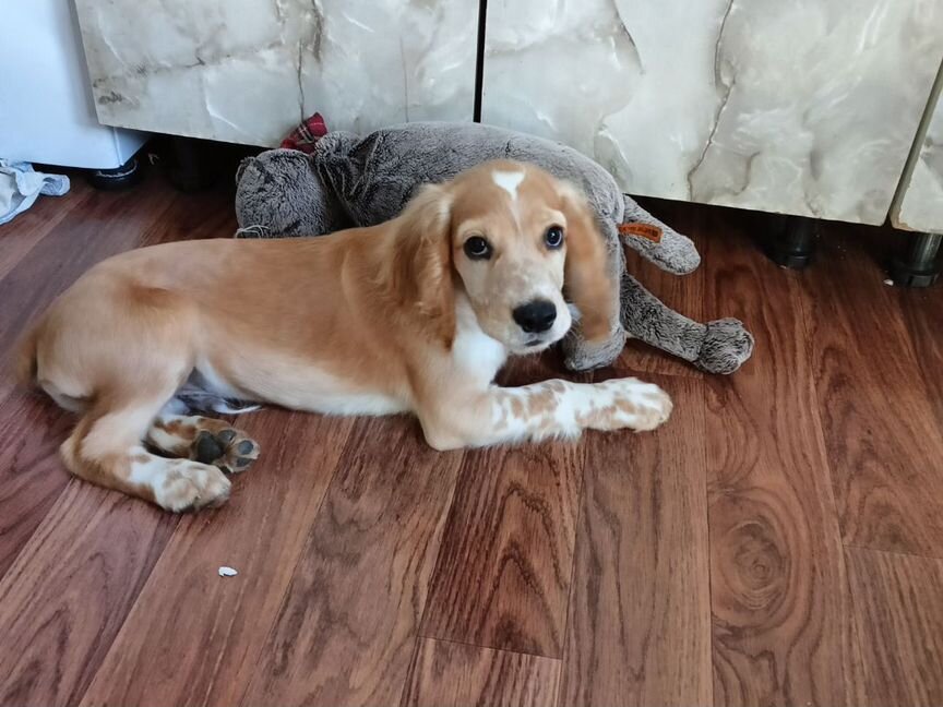 Щенок русского спаниеля