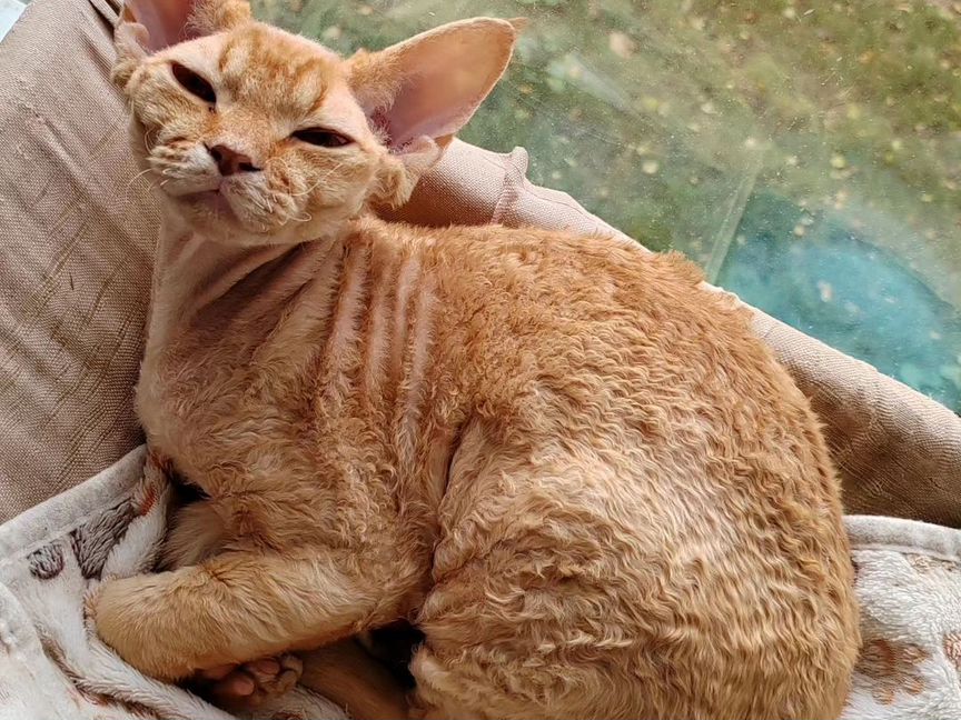 Девон рекс с документами