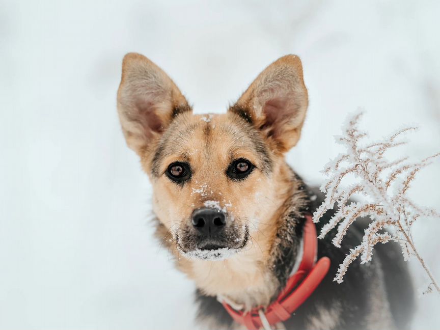 Идеальная Яра в поисках дома