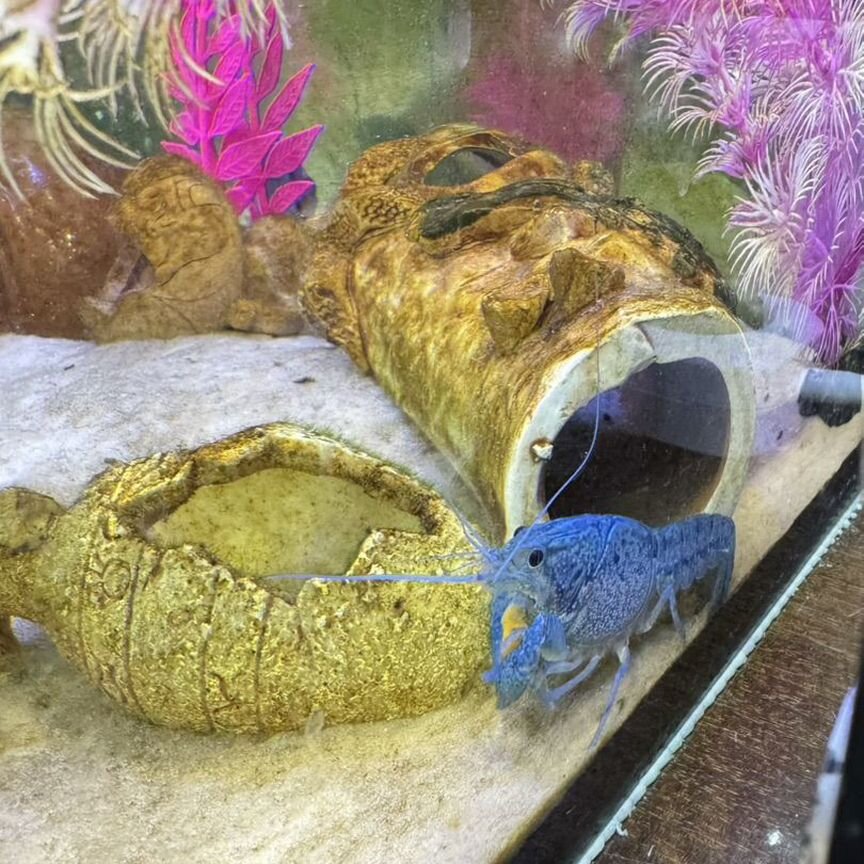 Продам аквариумного рака