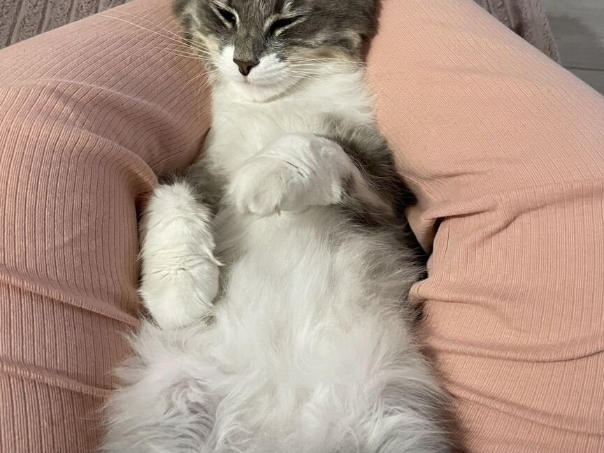 Кошка ласковая, игривая но любит грысть мебель
