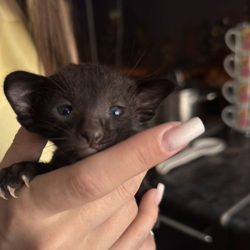 Ориентальный котёнок
