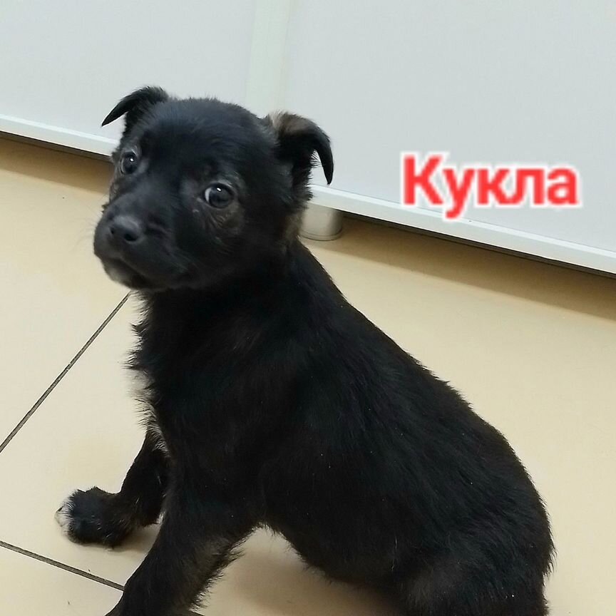 Щенок девочка беби фейс