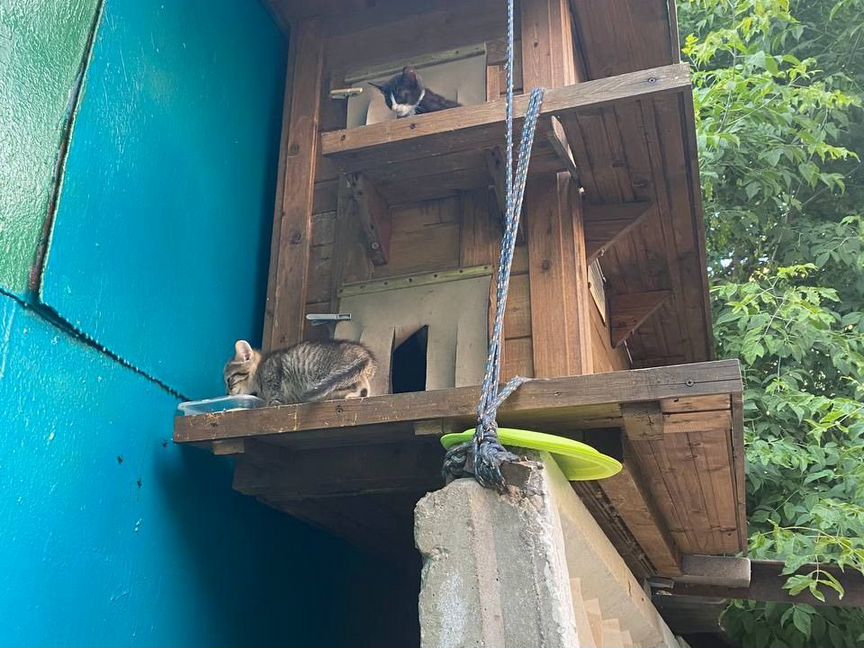 Помогите пожалуйста пристроить котят