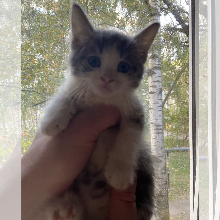 Котята