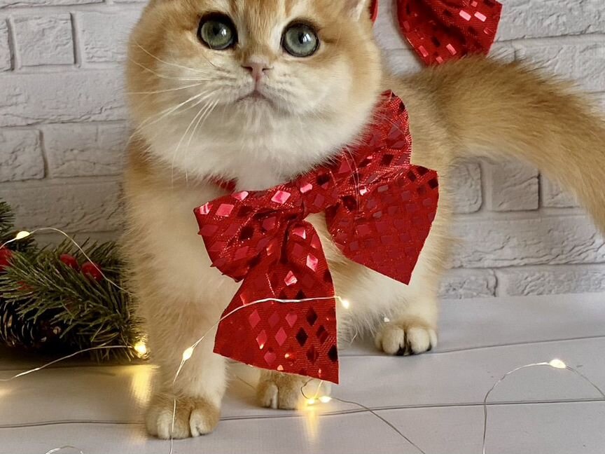 Новогоднее чудо-кошечка
