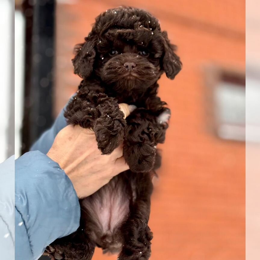 Той-пудель, щенок