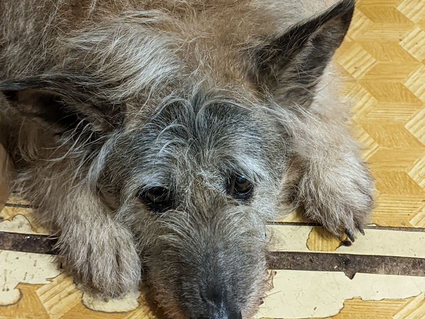 Собака ищет семью