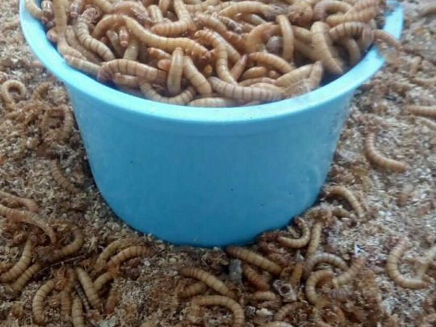 Мучные черви