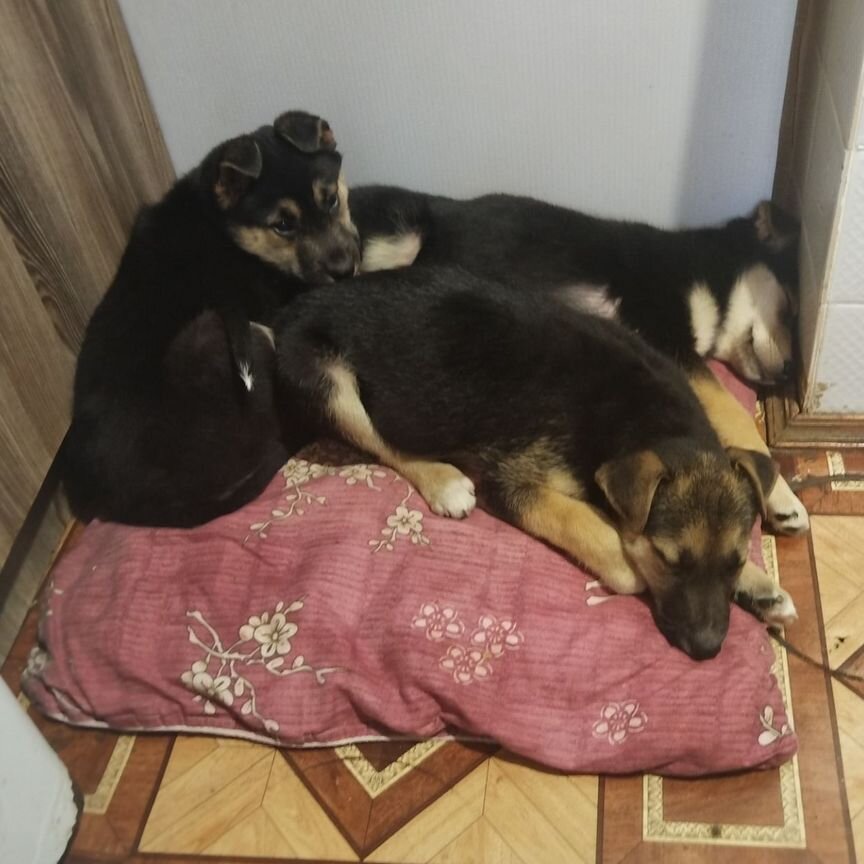 Немецкая овчарка, щенок