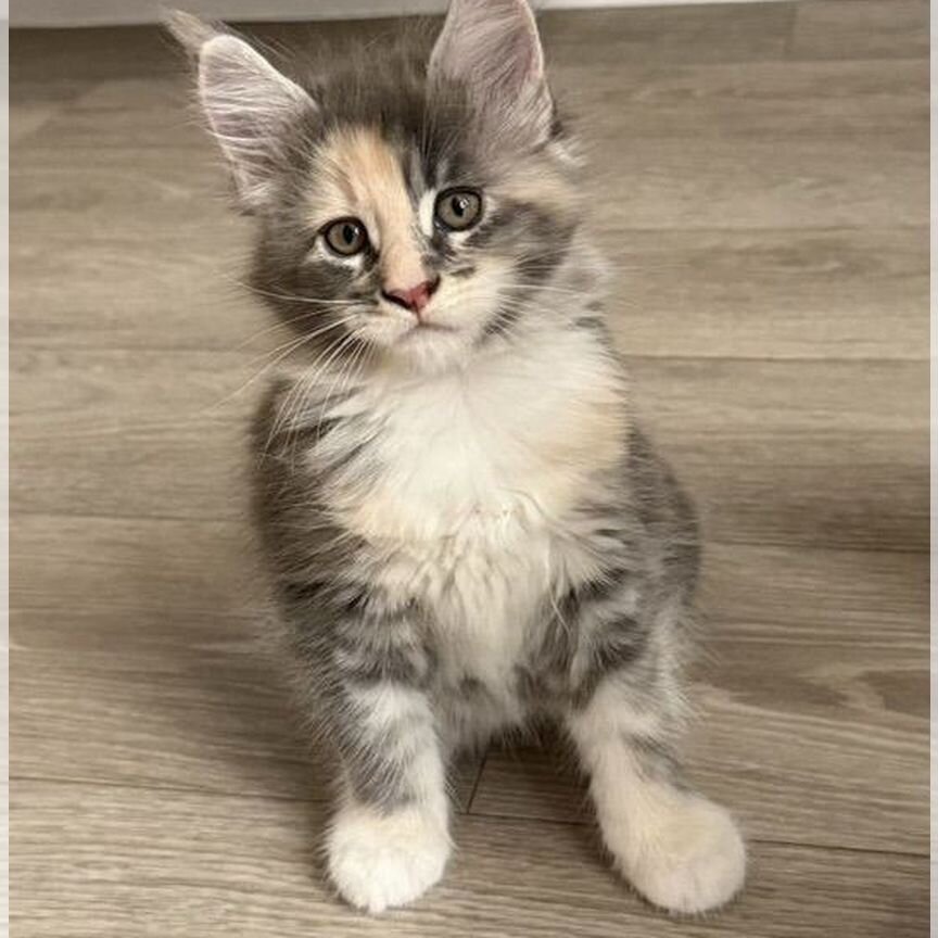 Мейн-кун котёнок