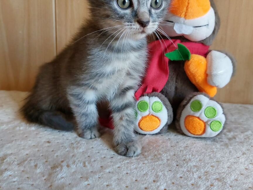 Котята ищут любимых хозяев