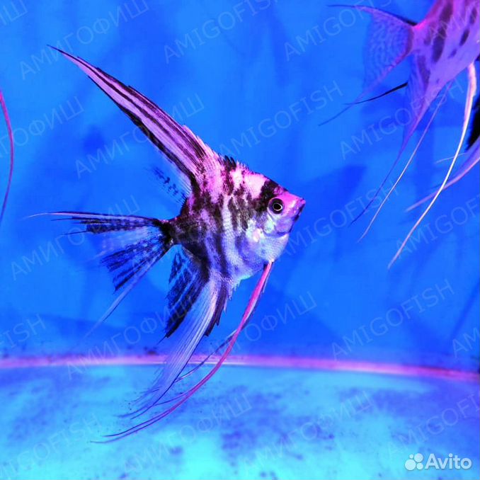 Скалярия Мрамор вуаль (Pterophyllum scalare)