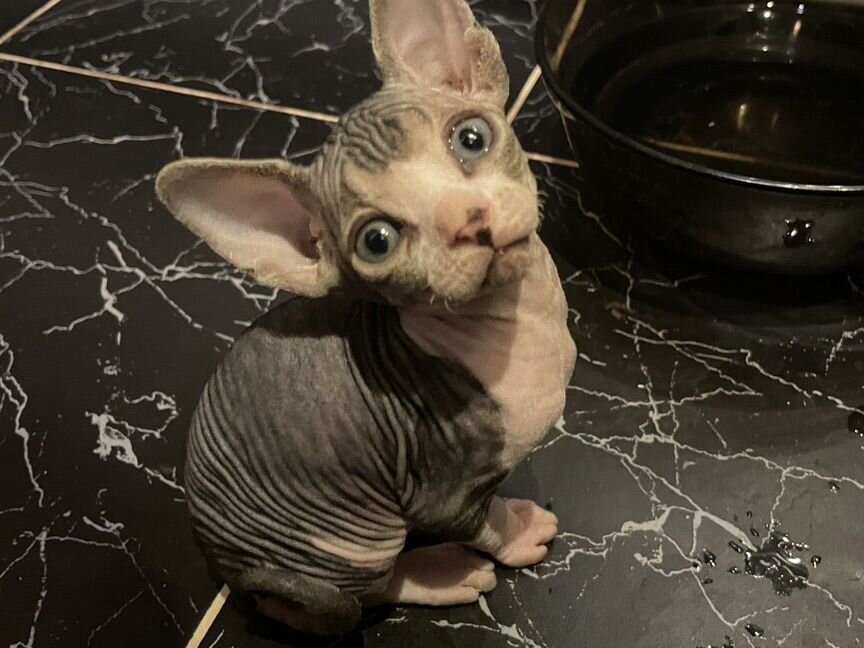 Сфинкс котёнок