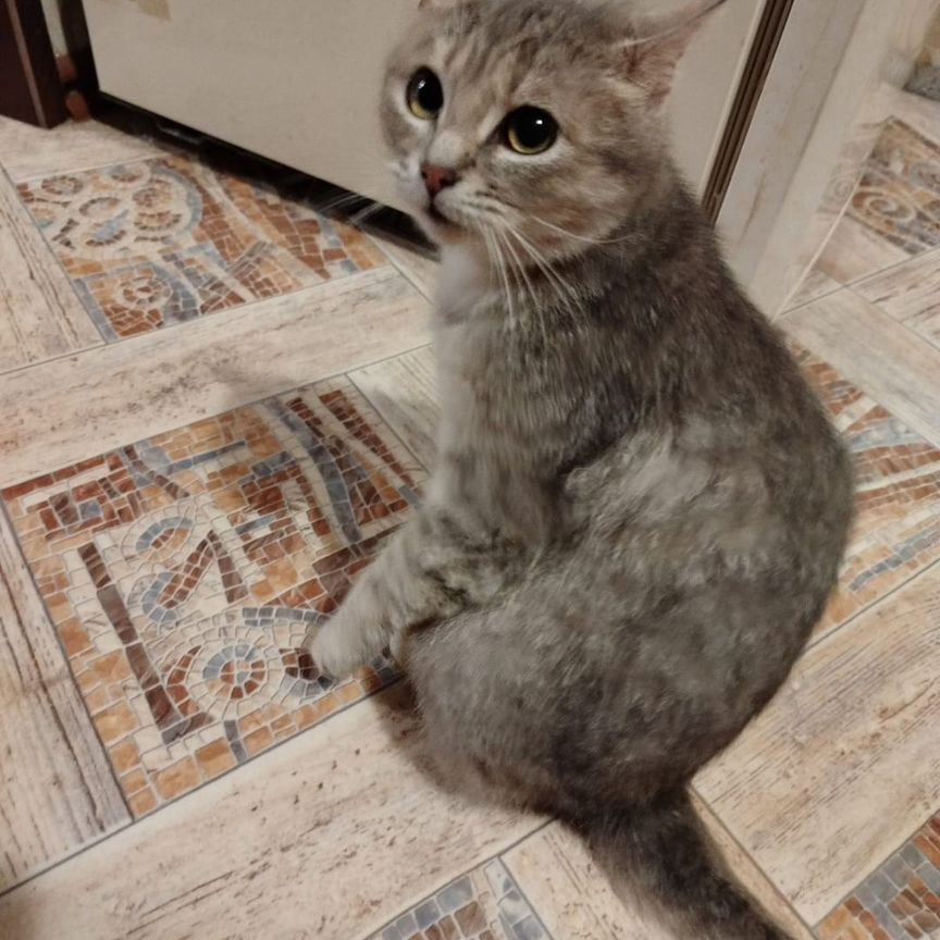 Кошечка в добрые руки