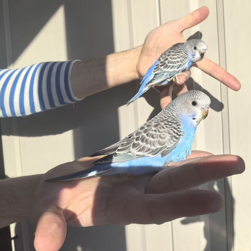 Птенцы волнистый попугай ручные