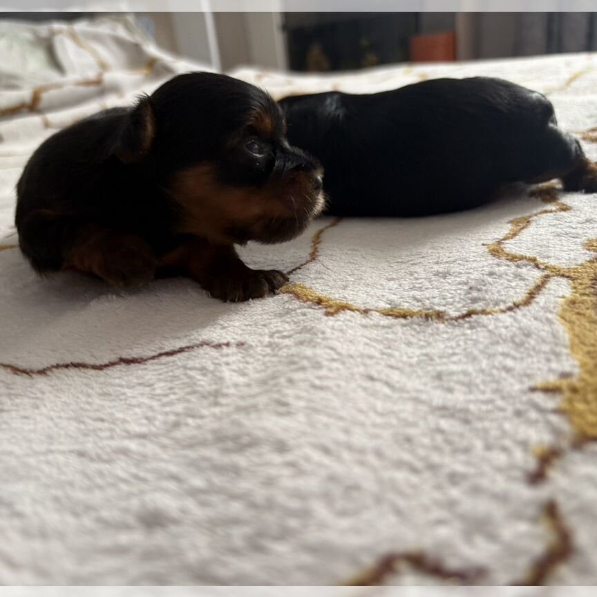 Йоркширский терьер, щенок