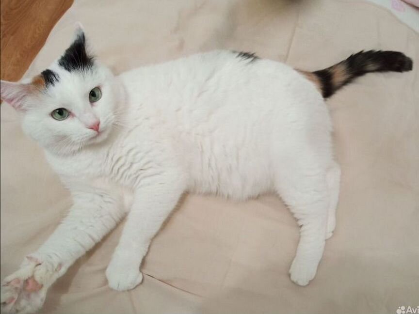 Сос ищем дом-семью для кошечи
