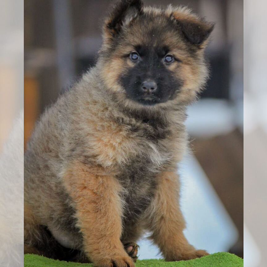 Зонарные щенки немецкой овчарки